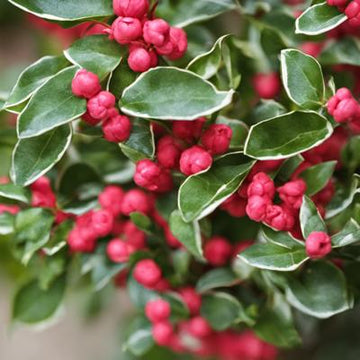 Conseils pour prendre soin des plantes fusain