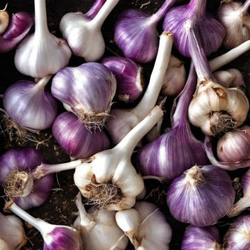 Cultiver de l'Ail Violet: Conseils et Astuces