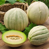 Cultiver des melons Galia à partir de graines : Guide Complet