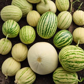 Cultiver des melons Galia à partir de graines : Guide Complet