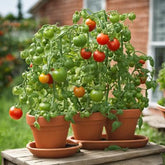 Cultiver des plants de tomate en pot : guide complet