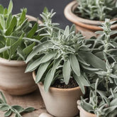 Cultiver la Sauge Plante : Conseils et Astuces