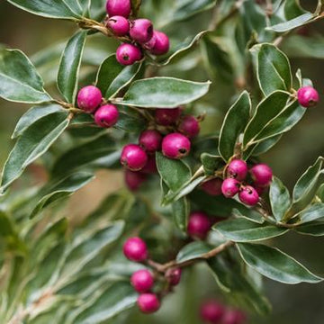 Découvrez différents types de lauriers pour votre jardin