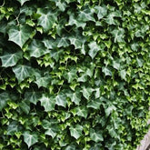 Découvrez différents types de lierre pour votre jardin ou votre intéri