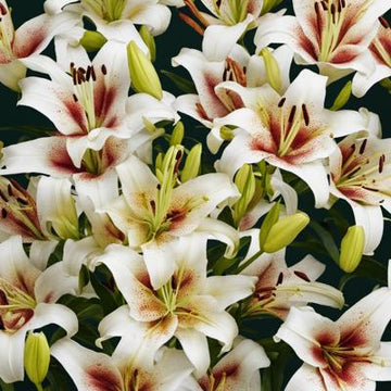 Découvrez les caractéristiques et les spécificités du lys