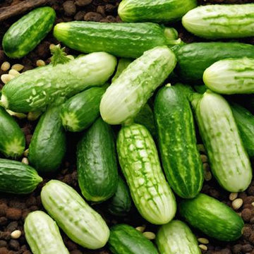Découvrez les différentes variétés de graines de concombre pour votre