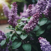 Découvrez les différents types de lilas pour embellir votre jardin