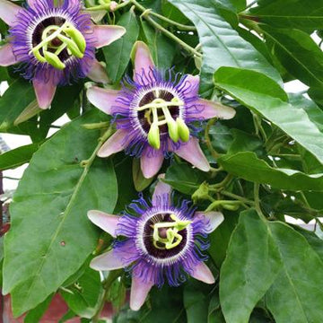 Découvrez les différents types de passiflore grimpante