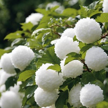 Découvrez tout sur l'Arbuste boule de neige : Variétés, soins et plant
