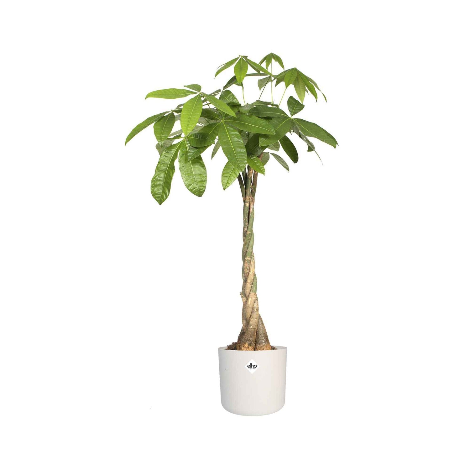 Elho Cache-pot B for soft rond blanc