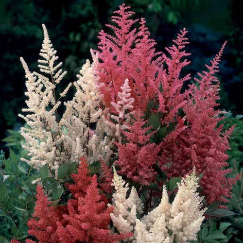 2 Astilbes en mélange - Astilbe
