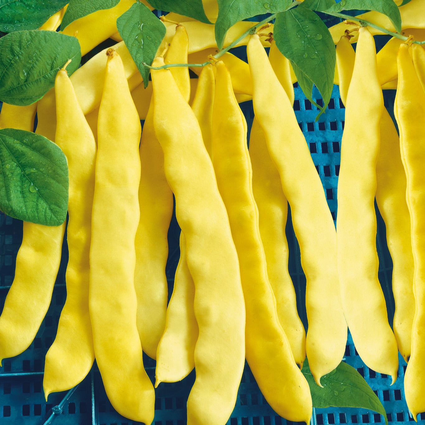 Graines Haricot à rames à cosses jaunes Anita - Phaseolus vulgaris Anita