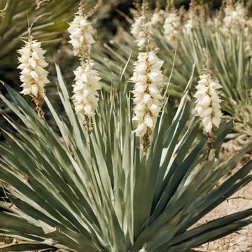 Guide Pratique pour les Soins du Yucca