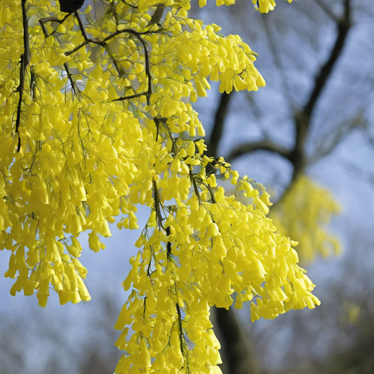Guide complet pour planter un Cytise