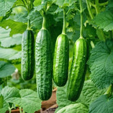 Guide complet sur les plants de concombre