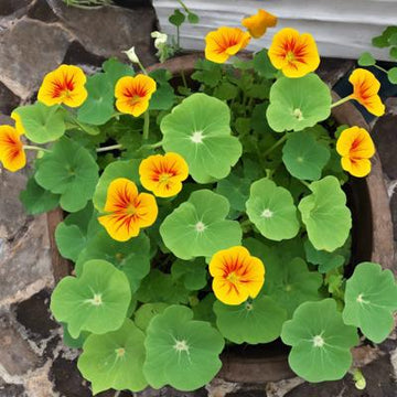 Guide de plantation des capucines