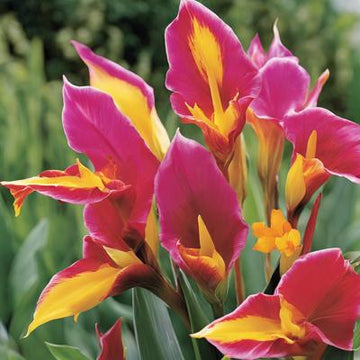 Guide des variétés de bulbes Canna