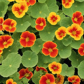 Guide des variétés de capucines