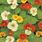 Guide des variétés de capucines