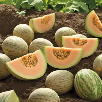 Guide étape par étape pour planter des graines de melon avec succès