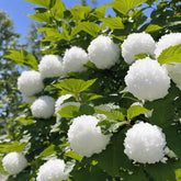 Guide étape par étape pour planter et entretenir votre Arbuste boule d