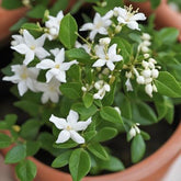 Guide pratique pour entretenir l'arbuste jasmin en pot