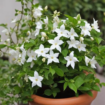 Guide pratique pour entretenir l'arbuste jasmin en pot