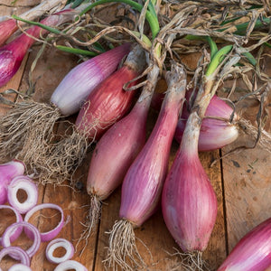 Graines Oignon Rouge Apache - Allium cepa apache