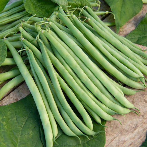 Graines Collection de 7 sachets de graines pour potager