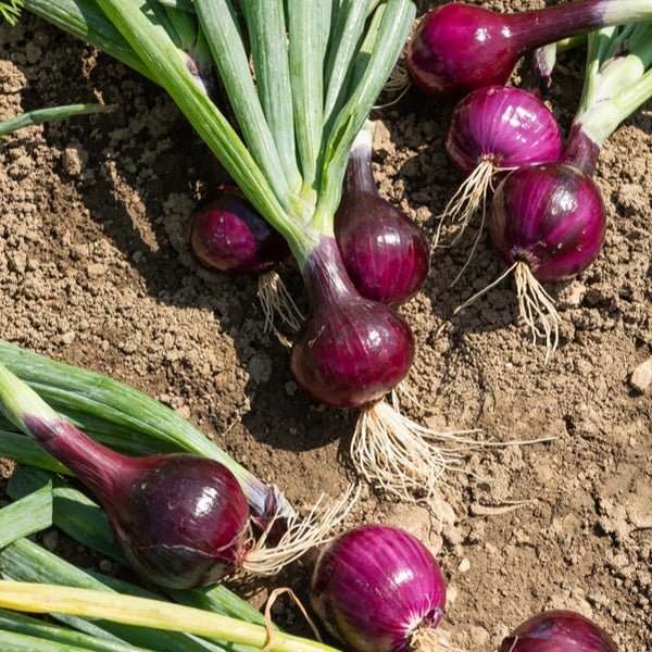 Bulbes Oignon Red Baron - Allium cepa red baron