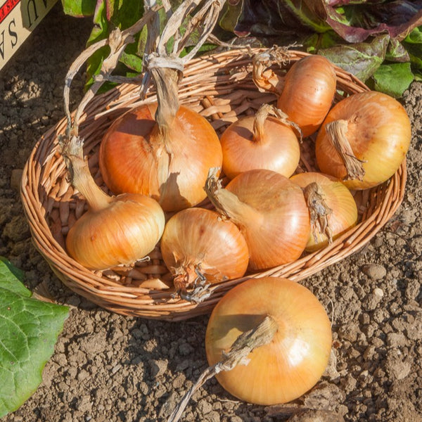 Bulbes Oignon Red Baron - Allium cepa red baron