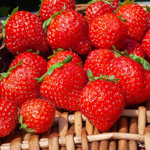 Guide complet sur les variétés de plants de fraises