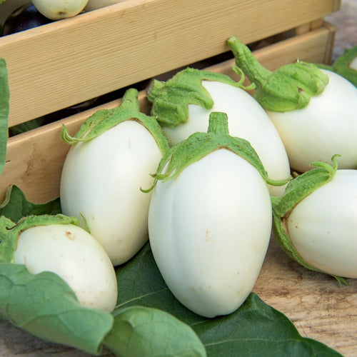 Graines Concombre rond Lemon - Cucumis sativus lemon