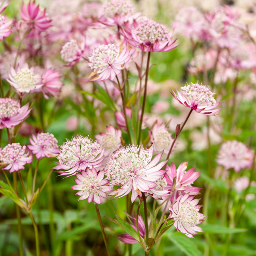 3 Astrances Major rosea - Astrantia major rosea