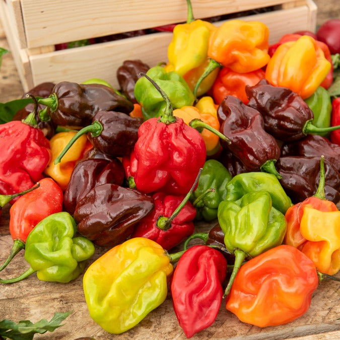 Découvrez les différentes variétés de graines de piments Capsicum Annu
