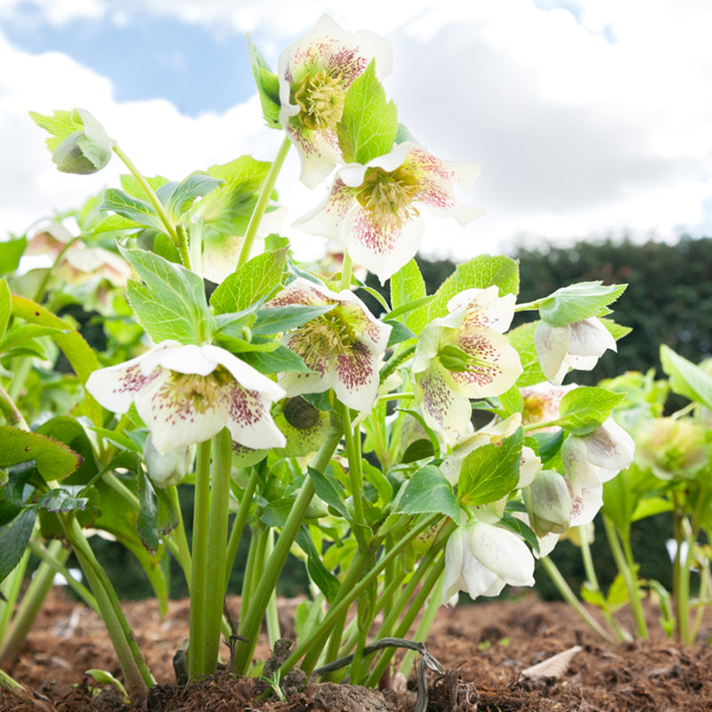 Hellébore Picotee - Helleborus picotee