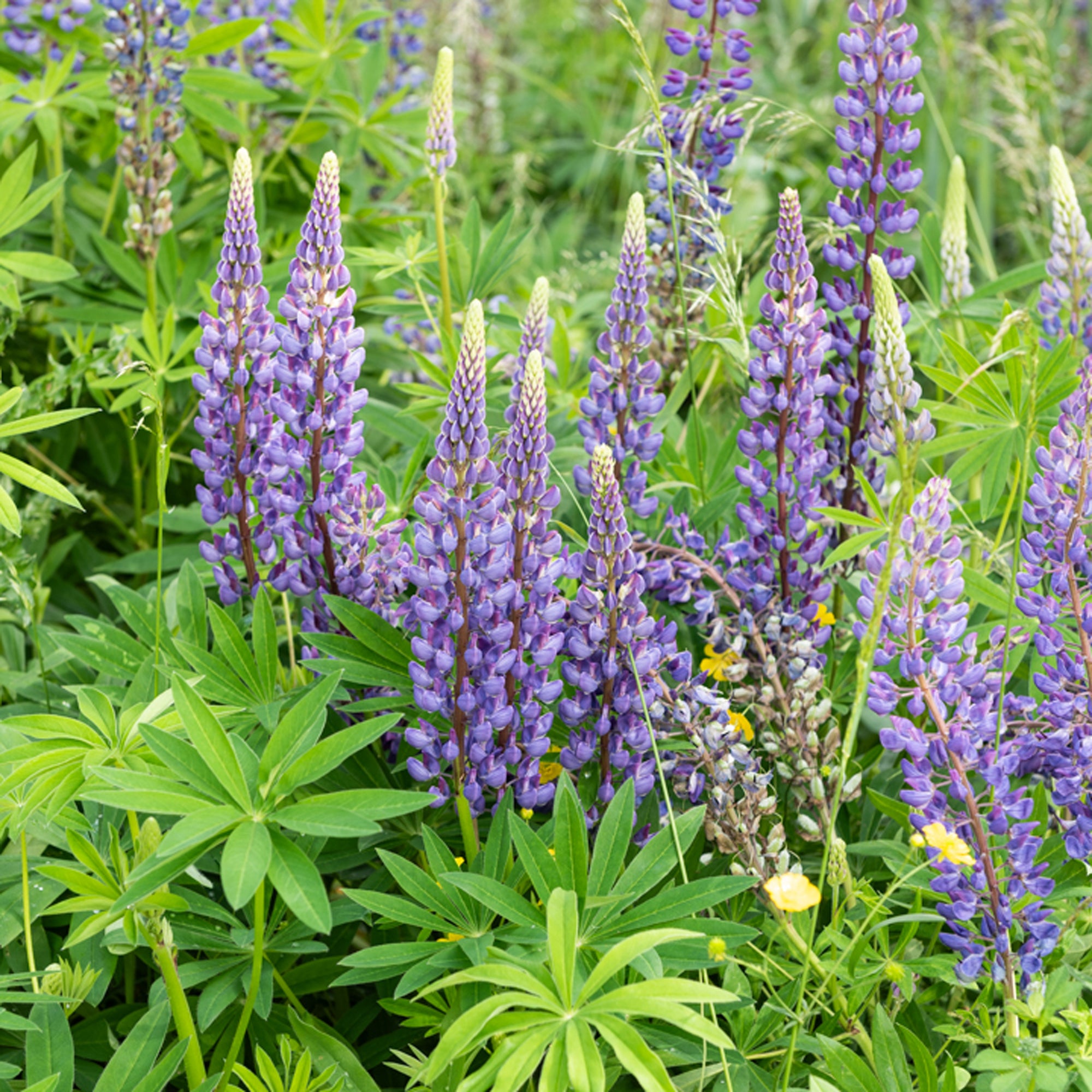Lupin Gallery Blue - Lupinus gallery blue