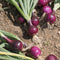 Graines Oignon rouge Red Baron Bio - Allium cepa red baron
