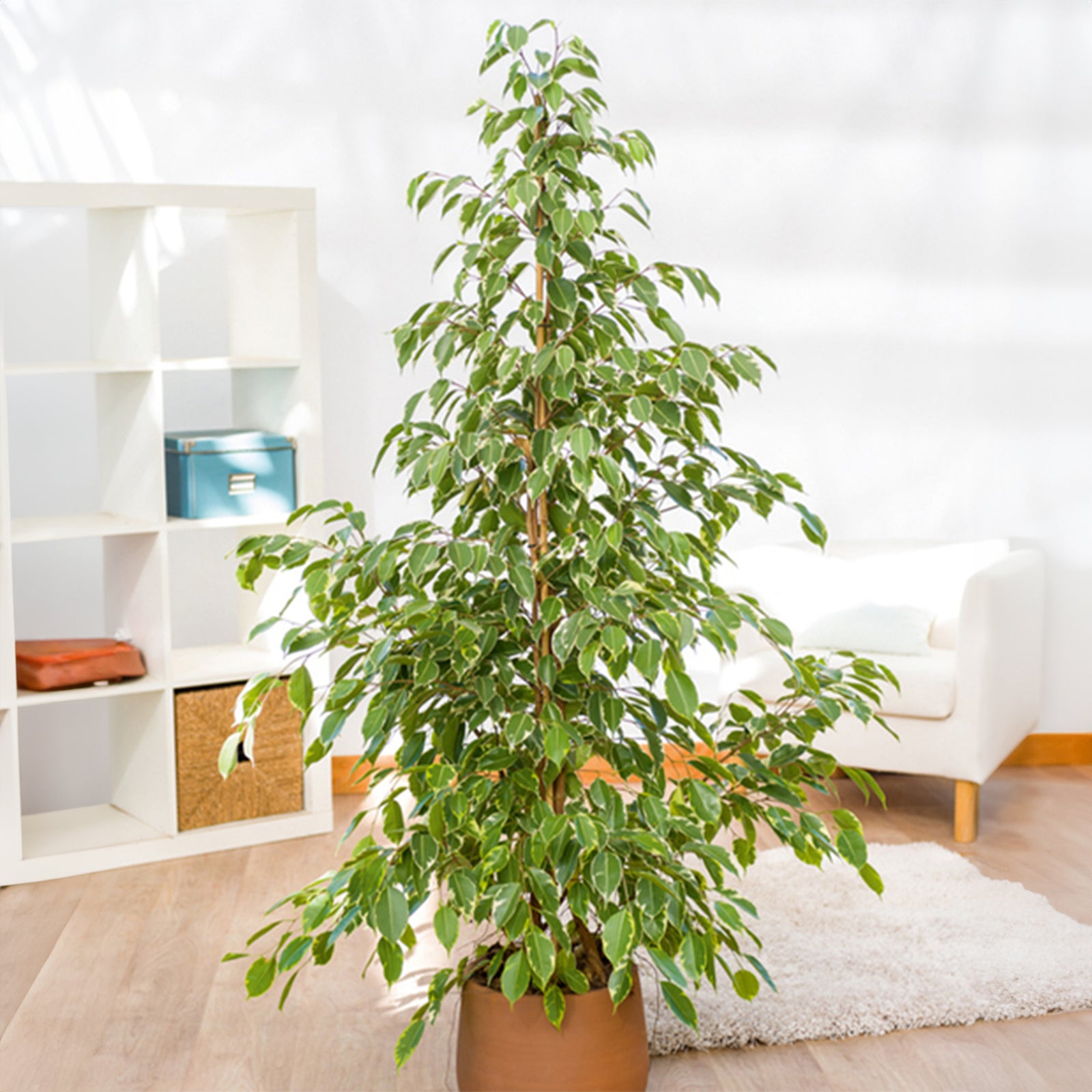 Ficus benjamina Golden King - Ficus benjamina Golden King