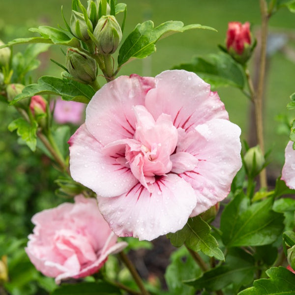 Hibiscus Pink Chiffon - Hibiscus Syriacus Pink Chiffon