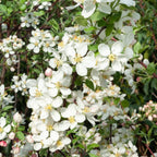 Pommier d'ornement Evereste Perpetu - Malus Evereste Perpetu