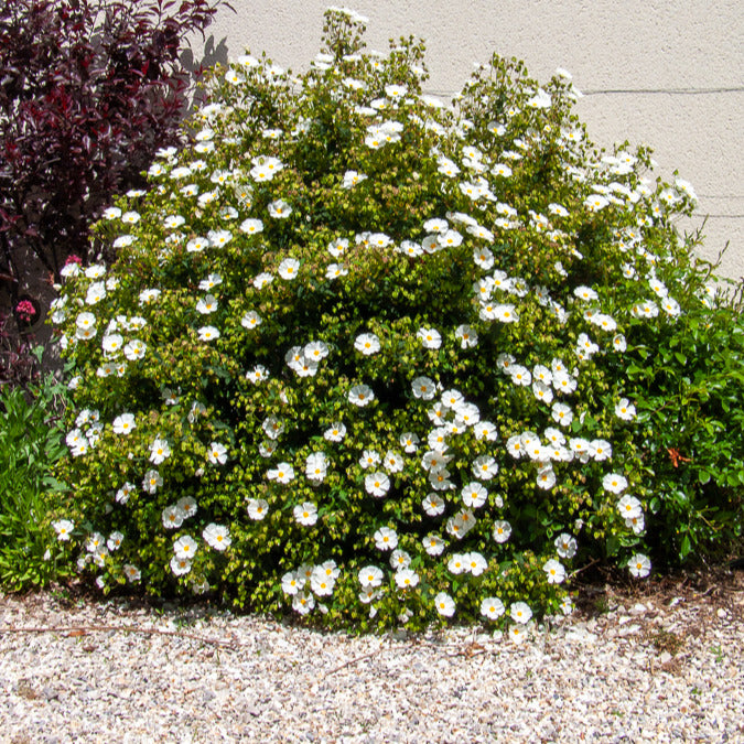Ciste des Corbières - Cistus corbariensis