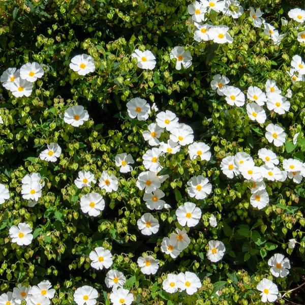 Ciste des Corbières - Cistus corbariensis
