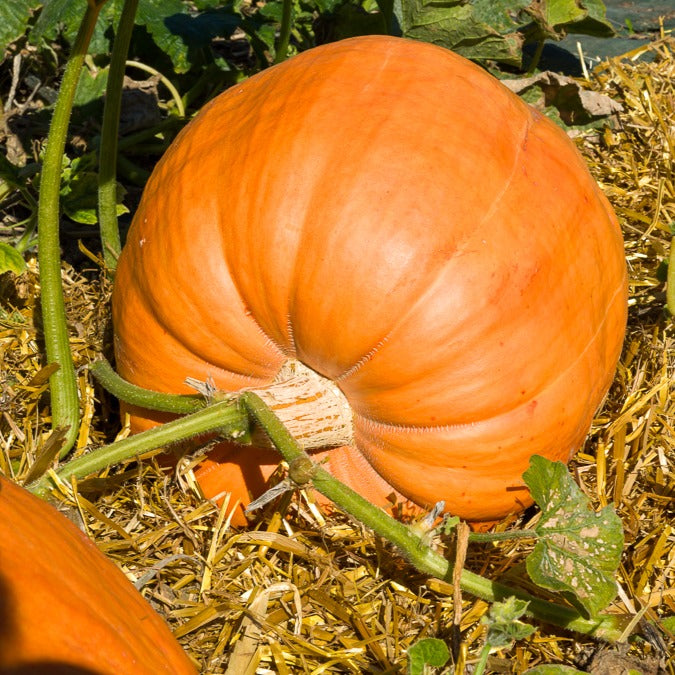 Graines Potiron Atlantic Giant - Cucurbita maxima atlantic giant