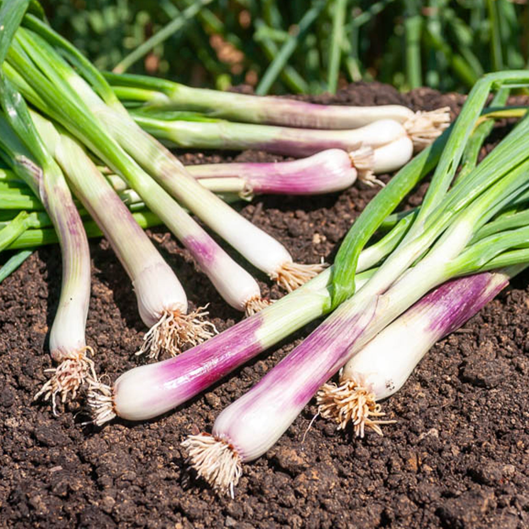 Graines Ciboule Commune Rouge - Allium fistulosum