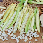 Graines Haricot Coco nain blanc précoce - Phaseolus vulgaris coco blanc ...
