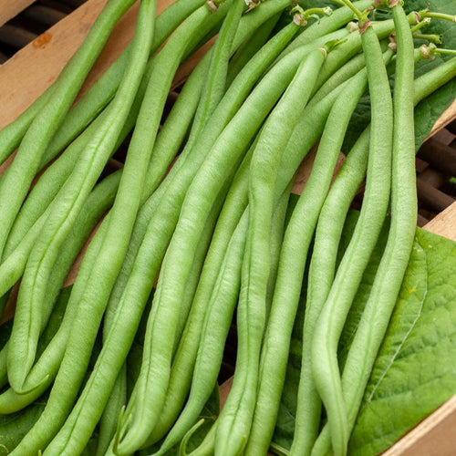 Graines Haricot nain extra fin Novirex - Phaseolus vulgaris novirex