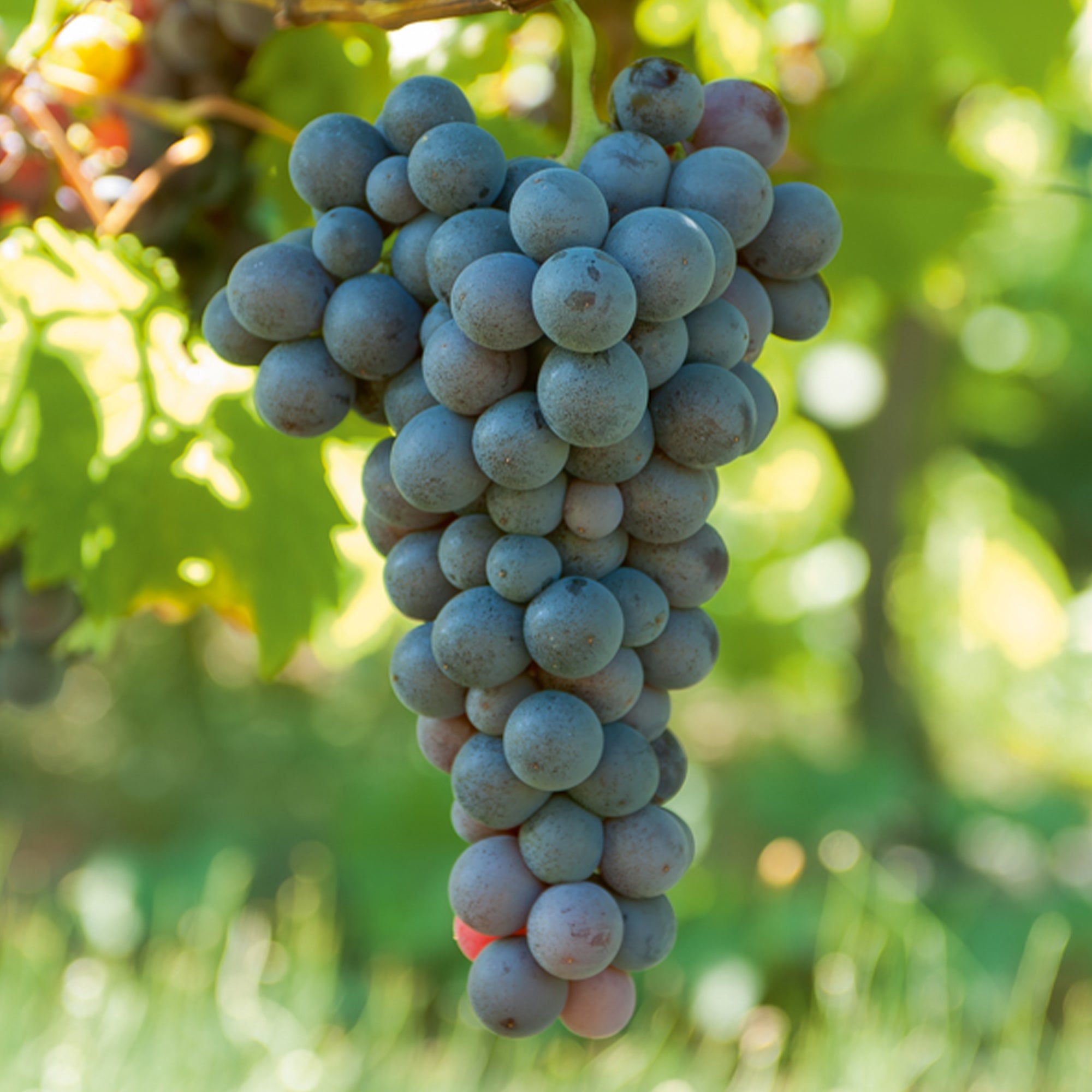 Différentes variétés de vignes rouges et leurs caractéristiques