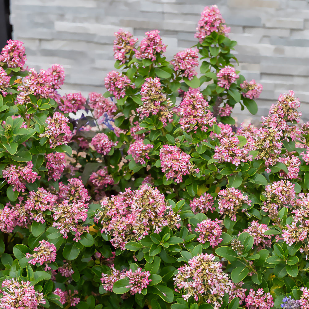 Escallonia Pink Elle - Escallonia laevis Pink Elle