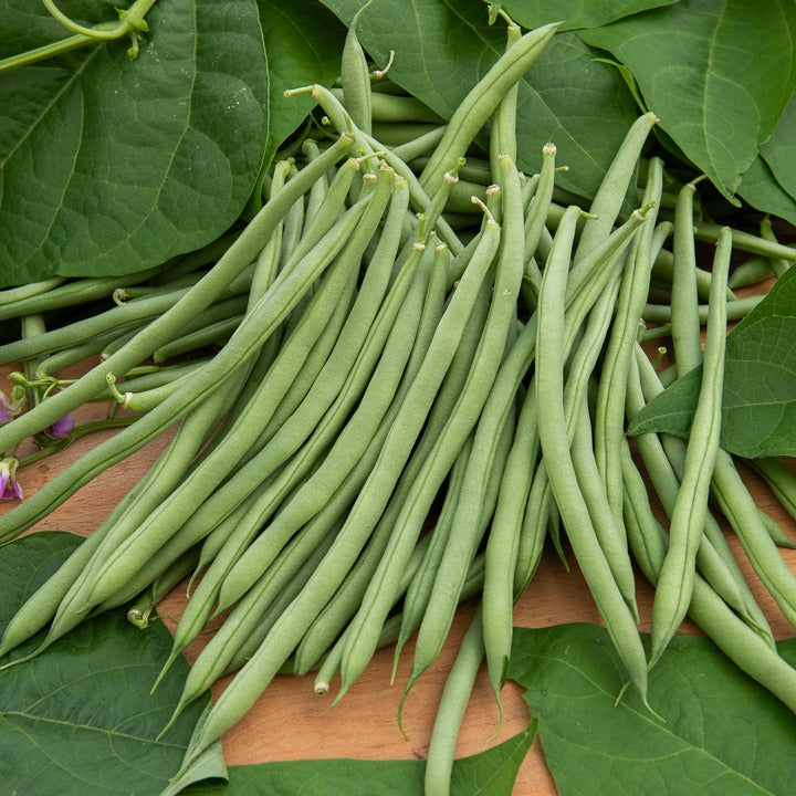 Guide complet pour planter et entretenir les haricots à rame